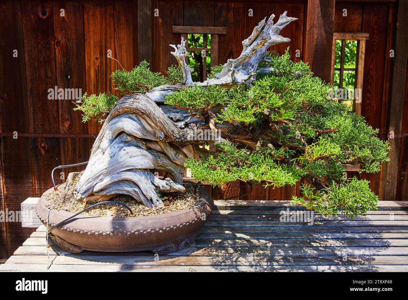 Windswept bonsai tree twisted into horizontal shape, on table, wooden ...