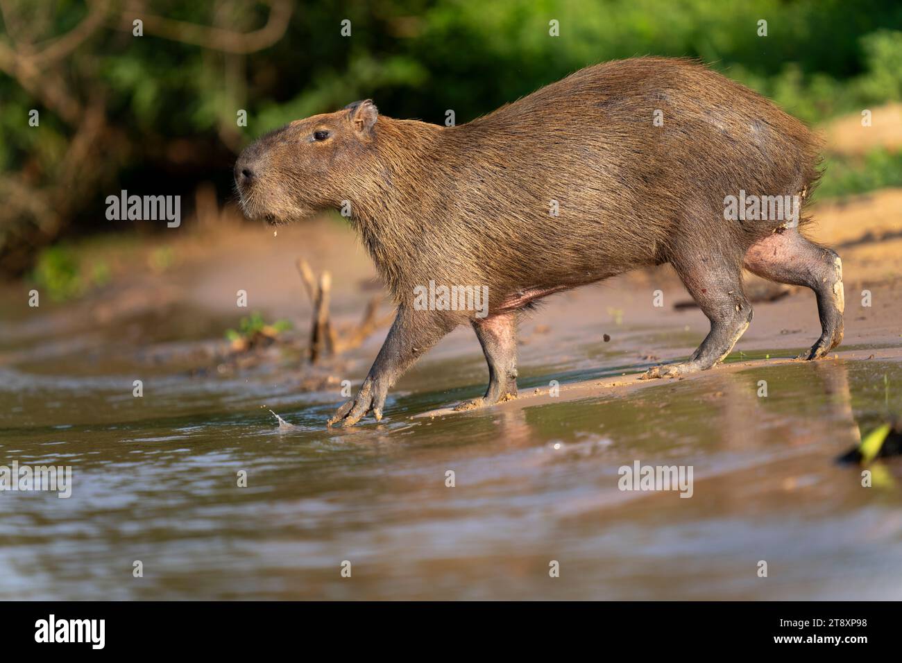 Capybara in tropical Pantanal, Brasil, September 30, 2022. (CTK Photo ...