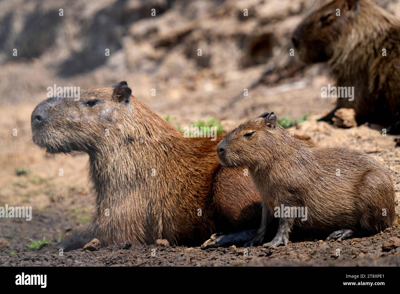 Capybara in tropical Pantanal, Brasil, October 1, 2022. (CTK Photo ...