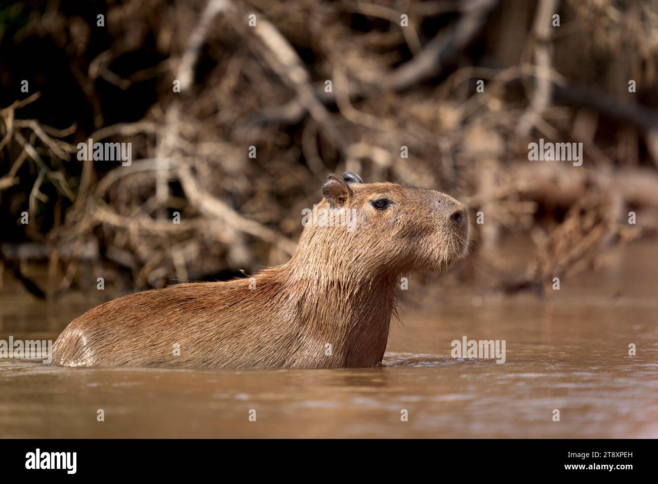 Capybara in tropical Pantanal, Brasil, October 1, 2022. (CTK Photo ...