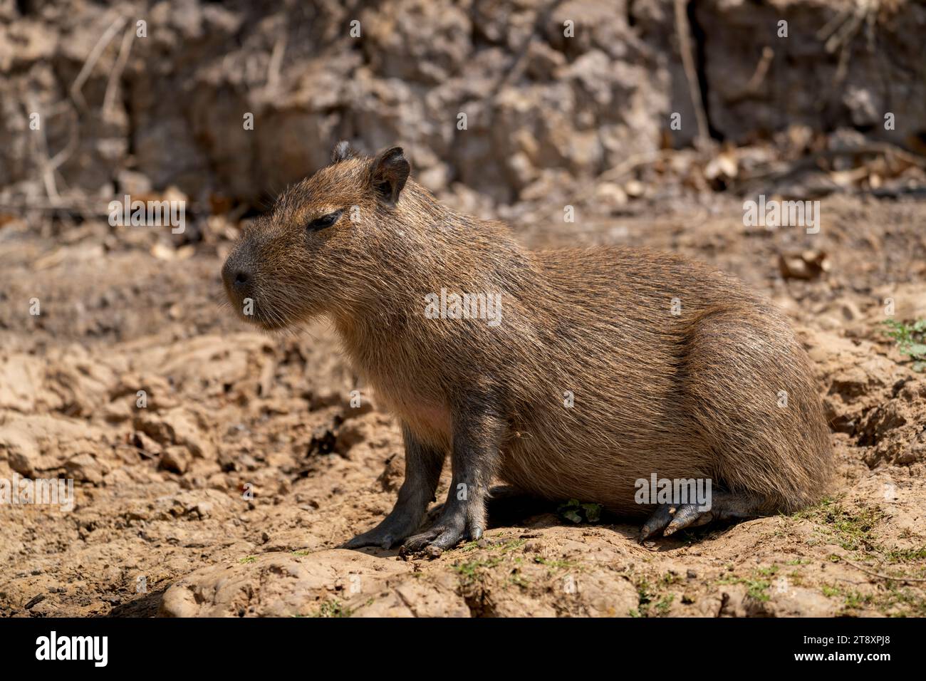 Capybara in tropical Pantanal, Brasil, October 1, 2022. (CTK Photo ...