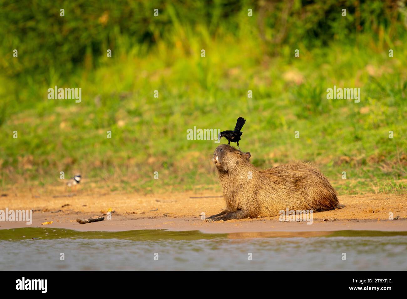 Capybara in tropical Pantanal, Brasil, September 26, 2022. (CTK Photo ...