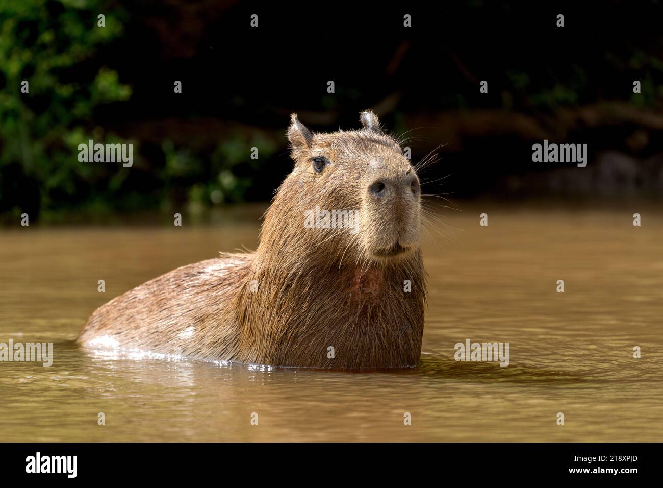 Capybara in tropical Pantanal, Brasil, October 1, 2022. (CTK Photo ...