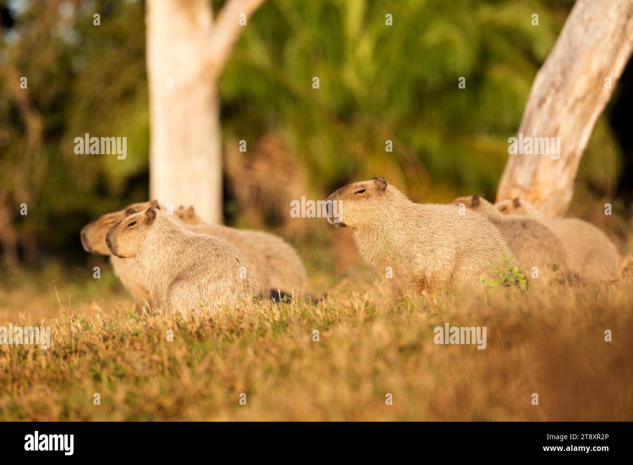 Capybara in tropical Pantanal, Brasil, July 8, 2017. (CTK Photo/Ondrej ...