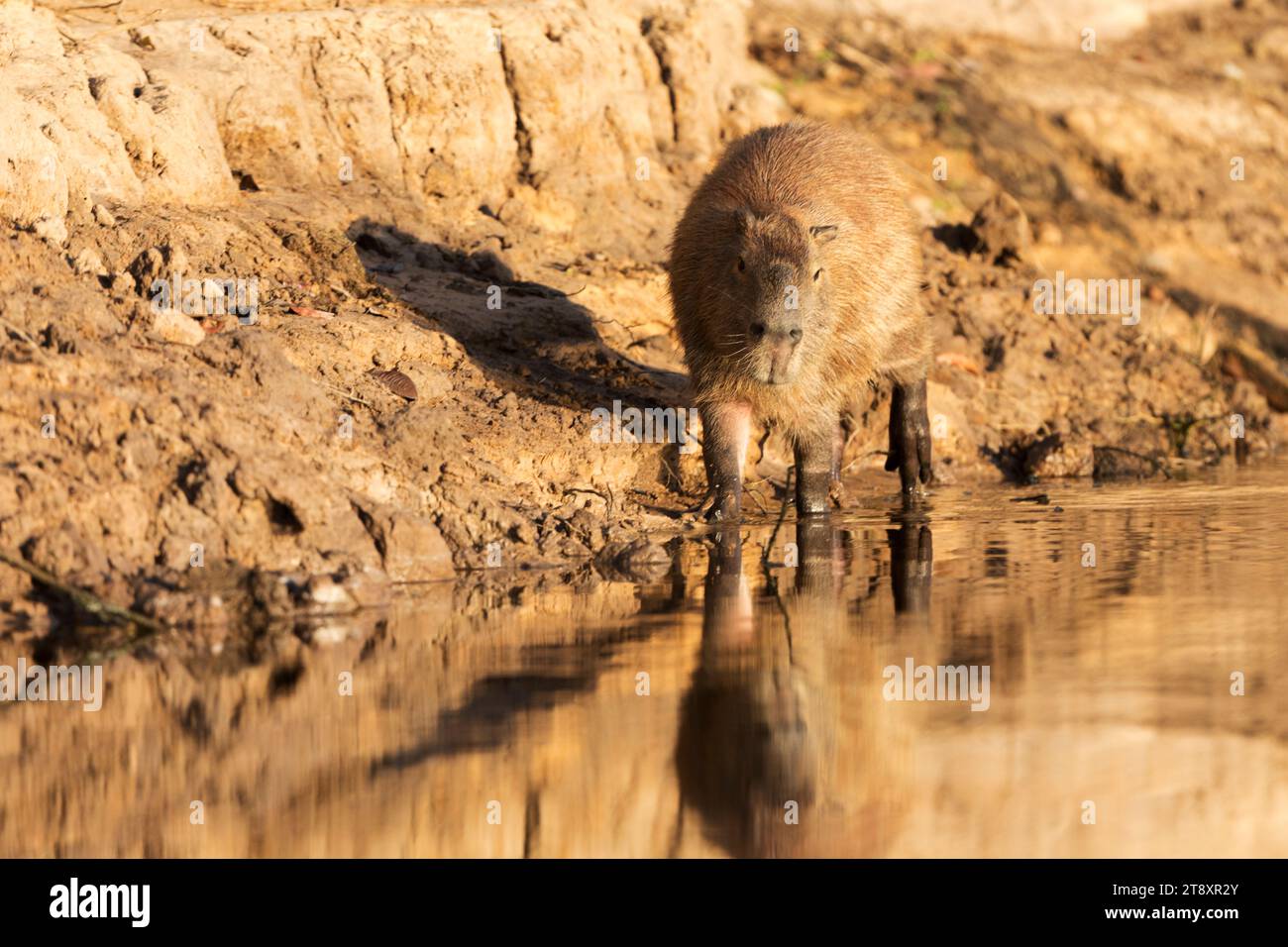 Capybara in tropical Pantanal, Brasil, July 3, 2017. (CTK Photo/Ondrej ...