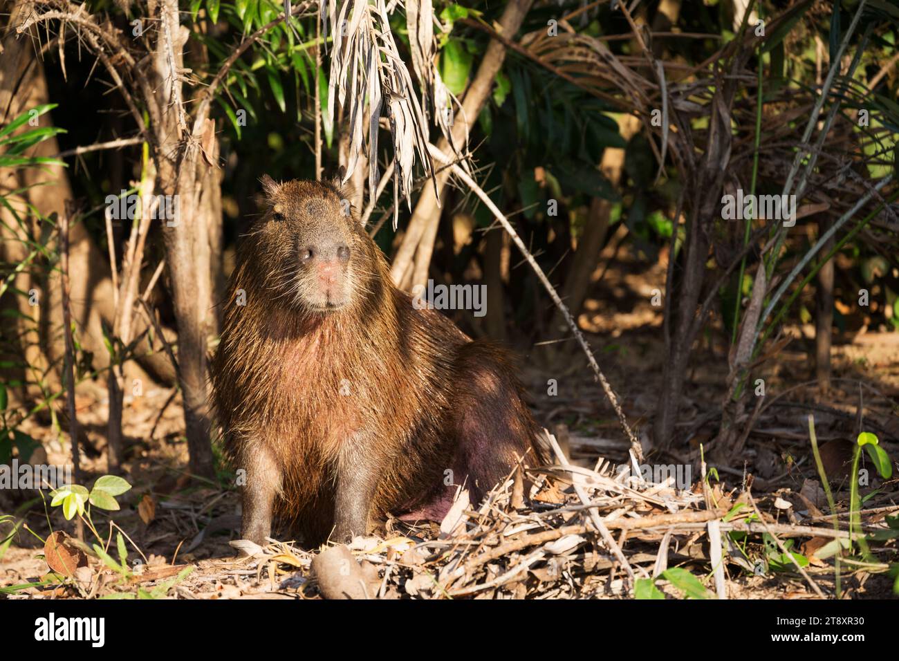 Capybara in tropical Pantanal, Brasil, July 3, 2017. (CTK Photo/Ondrej ...