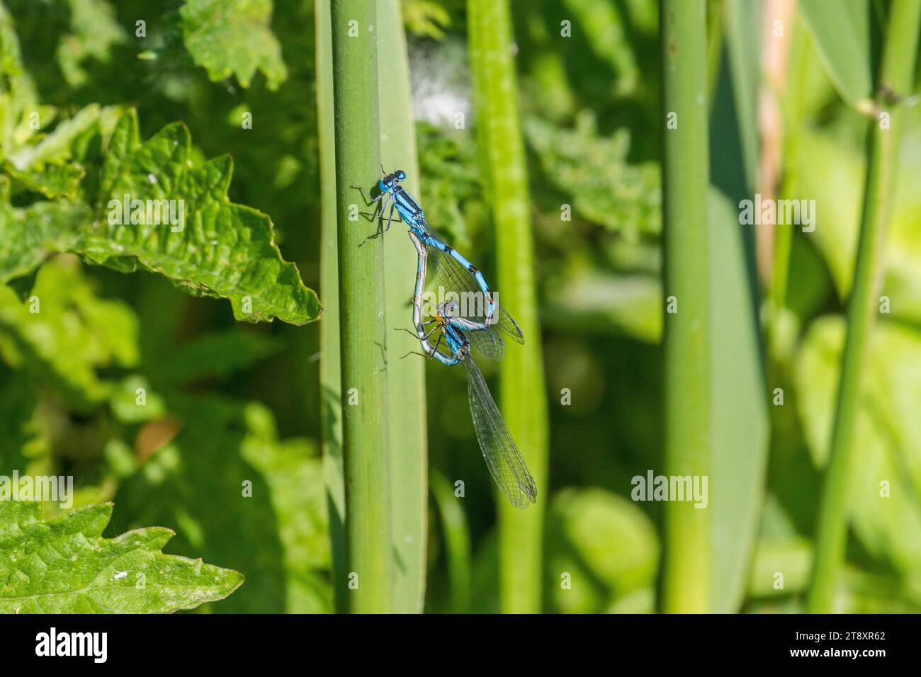Common damsel fly hi-res stock photography and images - Alamy
