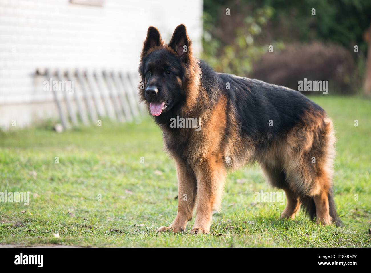 German Shepherd standing, isolated on nature background Stock Photo - Alamy