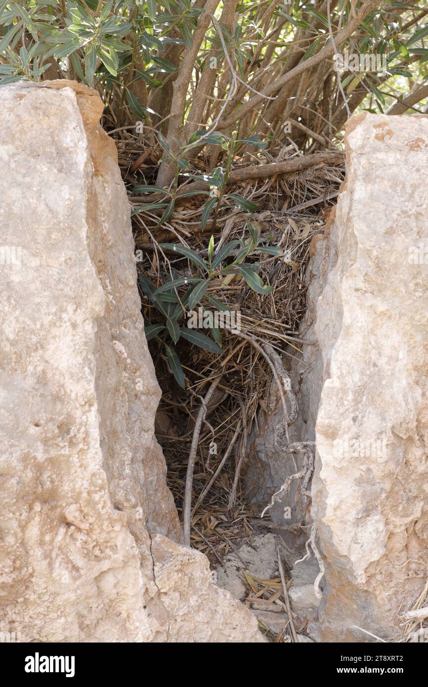 Rock split by tree roots hi-res stock photography and images - Alamy