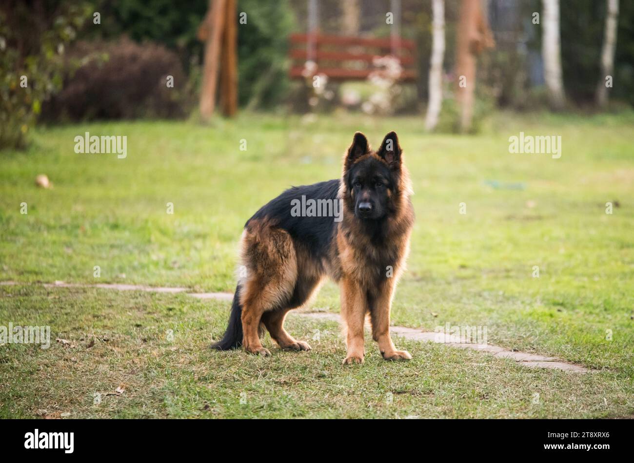 German Shepherd standing, isolated on nature background Stock Photo - Alamy