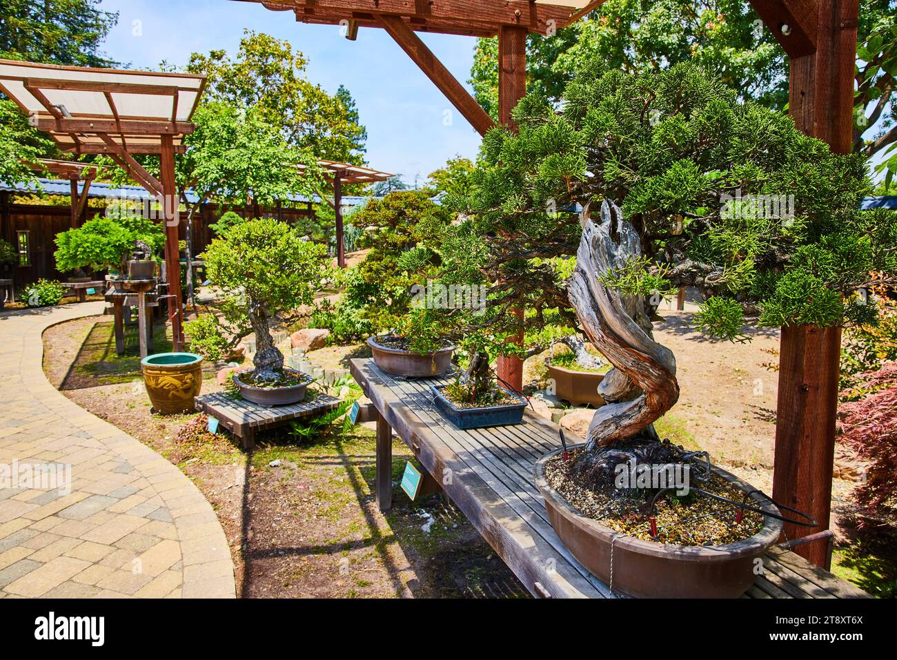 Twisted trunk of tiny bonsai tree plant miniature on garden bench ...