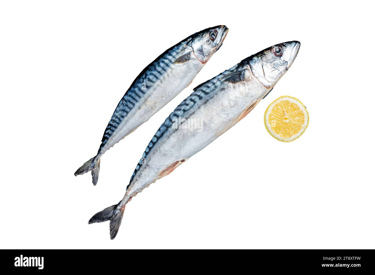 Fresh Raw mackerel scomber fish ready for grilling. Isolated, white ...