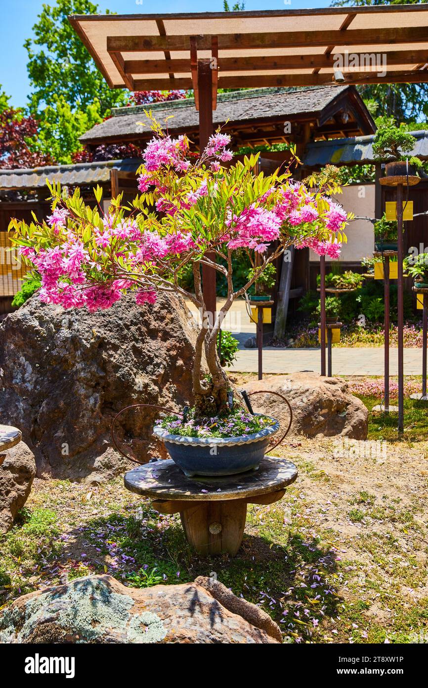 Pink flowering bonsai tree hi-res stock photography and images - Alamy
