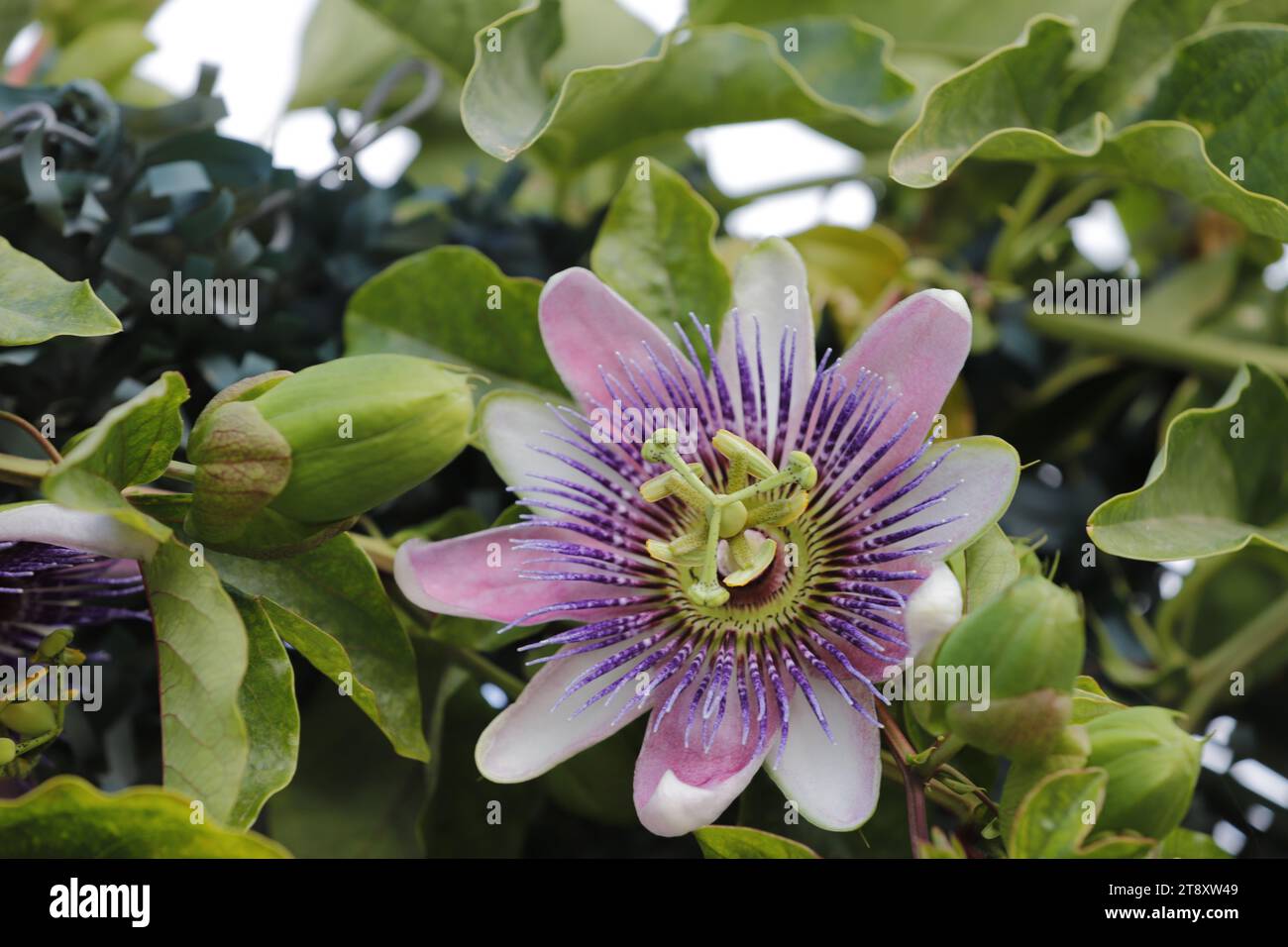 Passion flower against a green background with leaves Stock Photo - Alamy