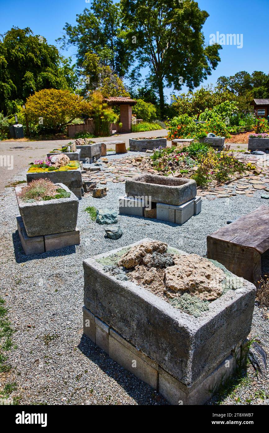 Abandoned stone planters with decaying dead plants with lush green ...