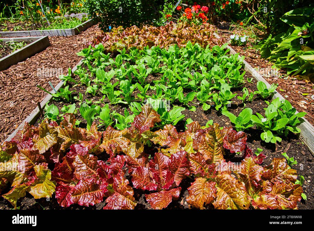 Agriculture crops in community garden ground level planter with ...