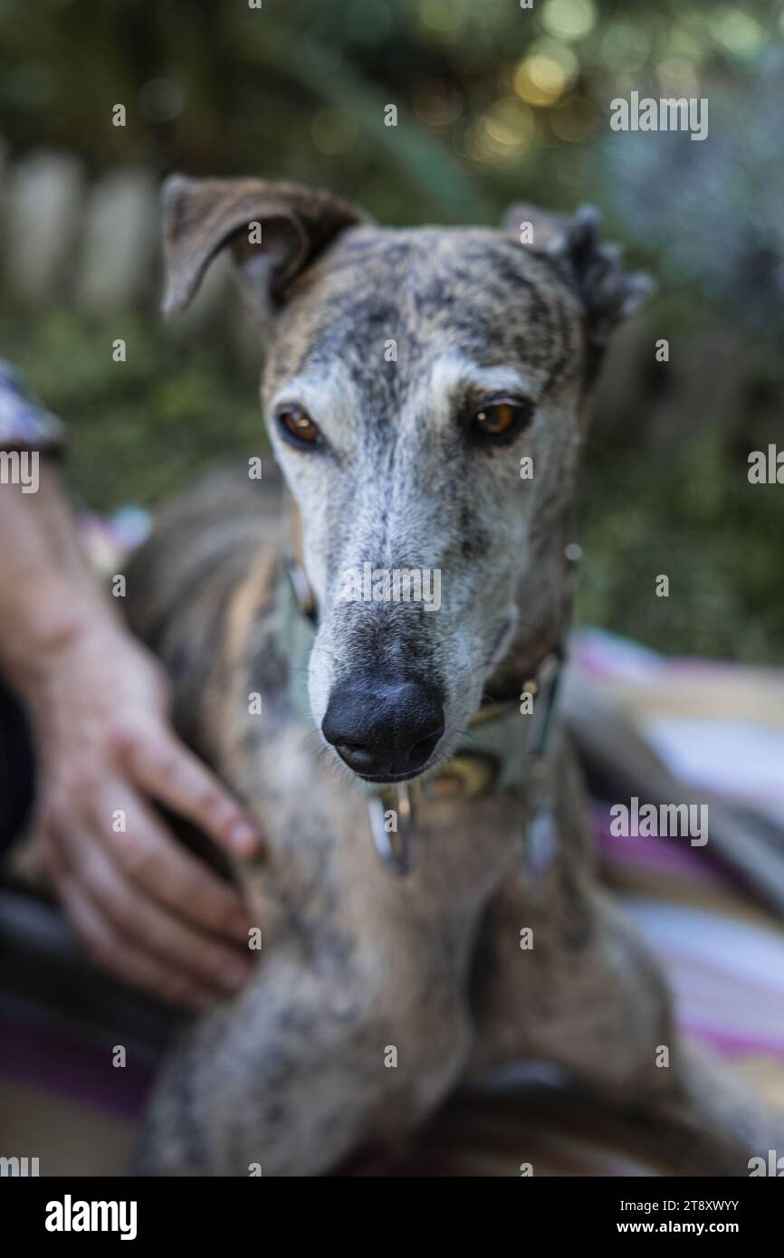 Portrait of a brown greyhound resting in the garden with his owner ...