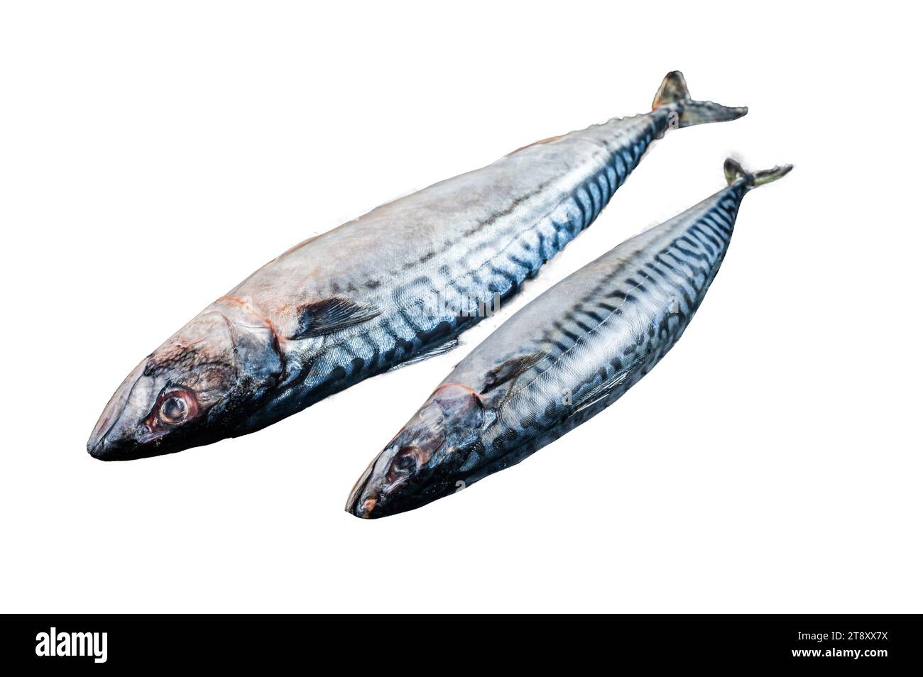 Fresh Raw mackerel scomber fish ready for grilling. Isolated, white ...