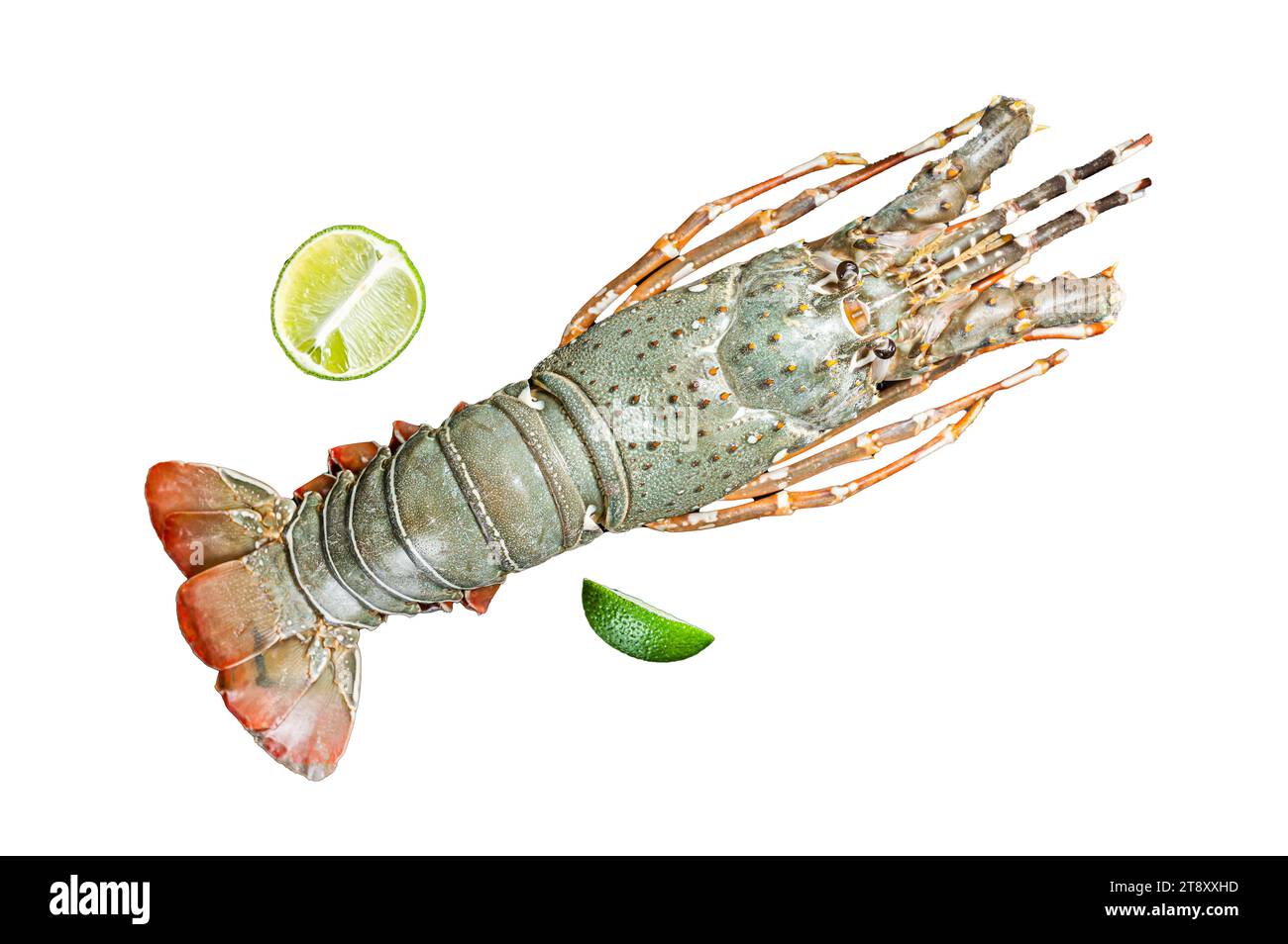 Raw Spiny lobster or sea crayfish on a marble board. Isolated, white ...