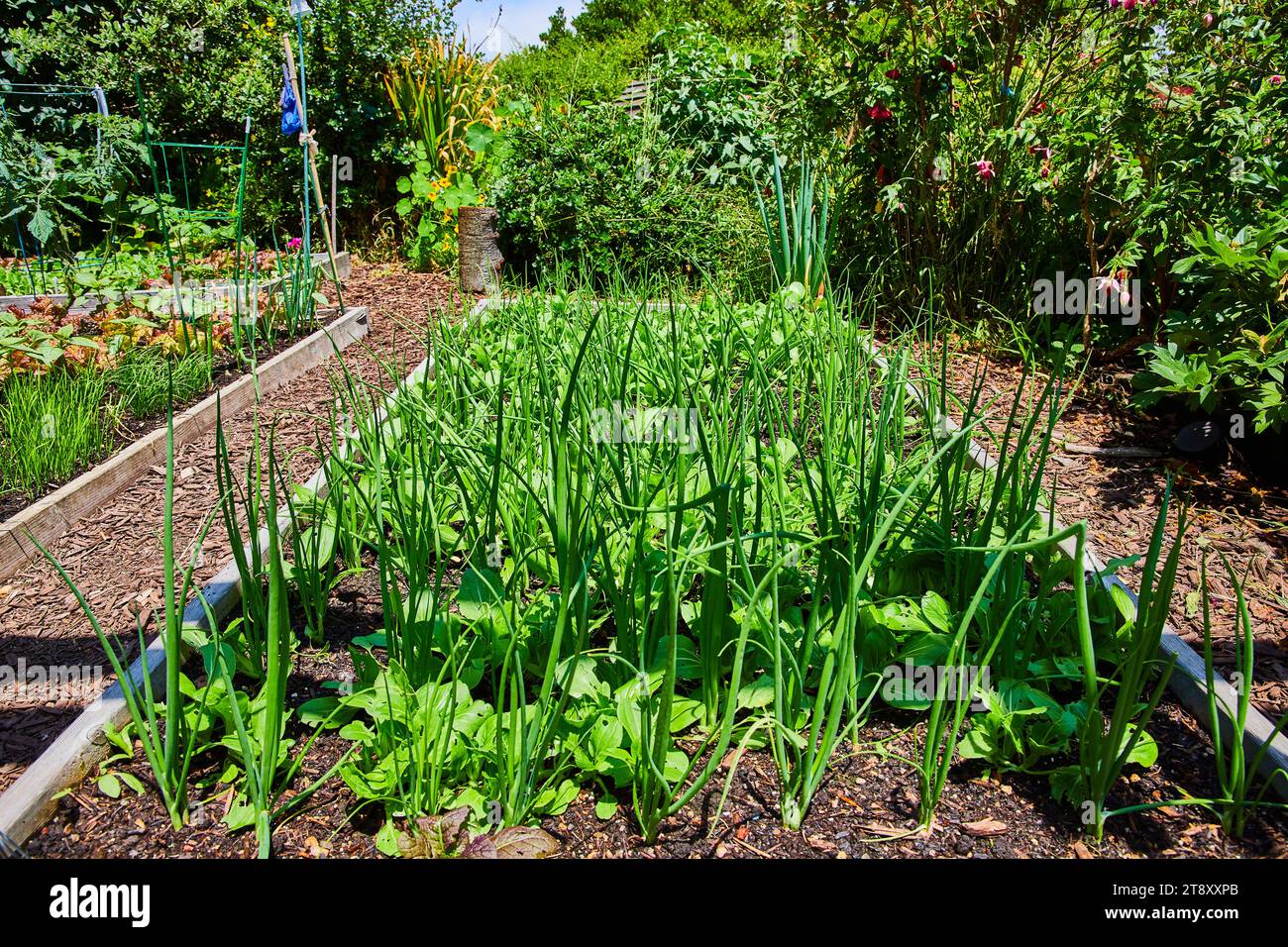 Chive garden sustainable farming, eco friendly crops at Lake Merritt ...
