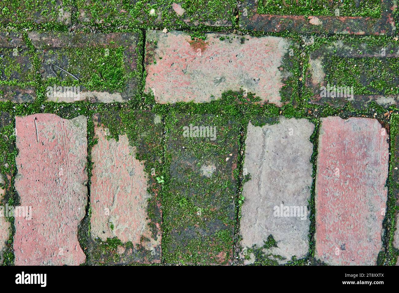 Nature covering covered bricks on ground with moss, lichen, background ...