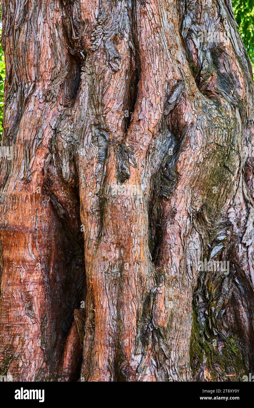 Trunk of young redwood tree with thick bark and twisting crevices, a ...
