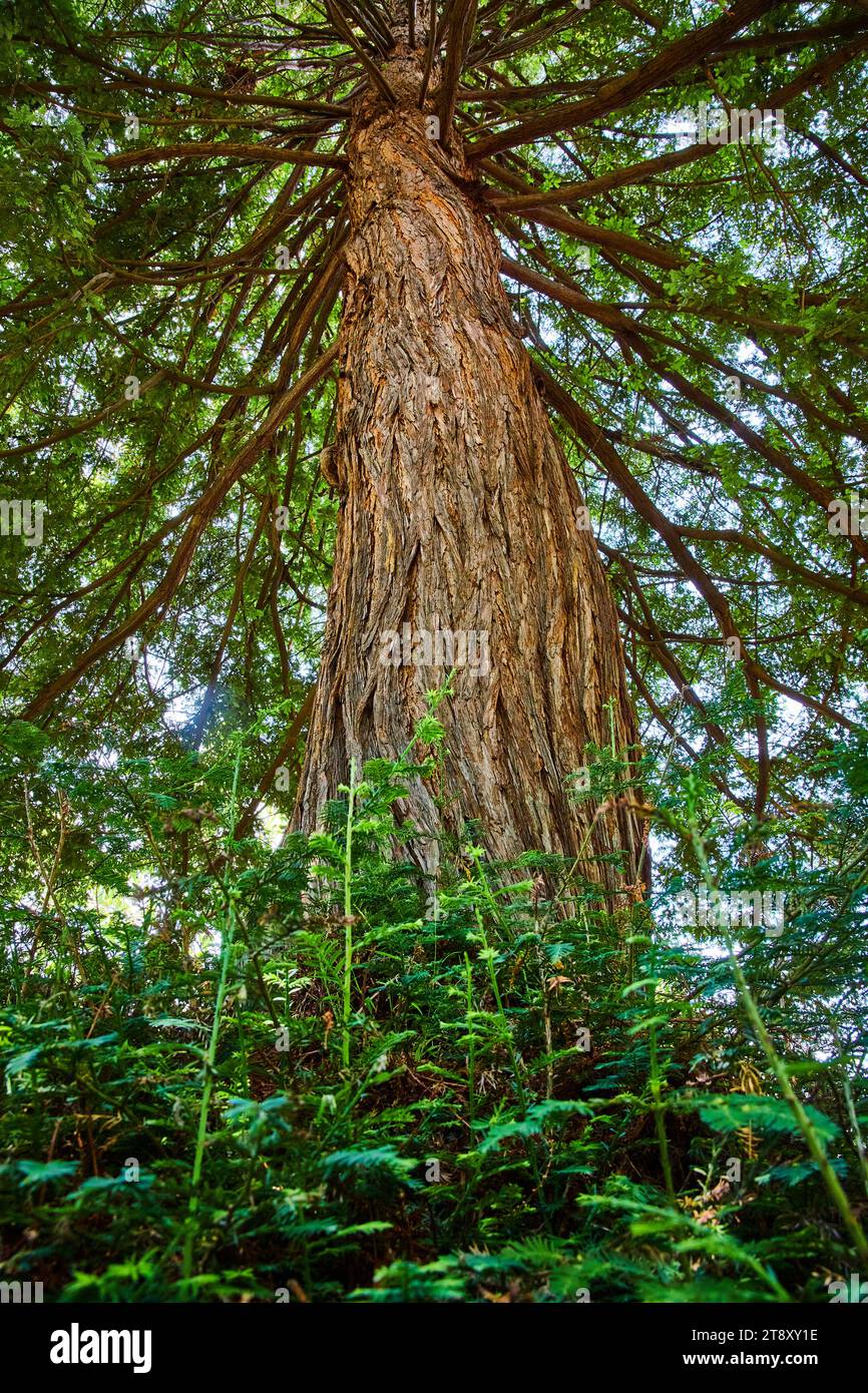 Proud Redwood rising from the ground surrounded by plants in tree of ...
