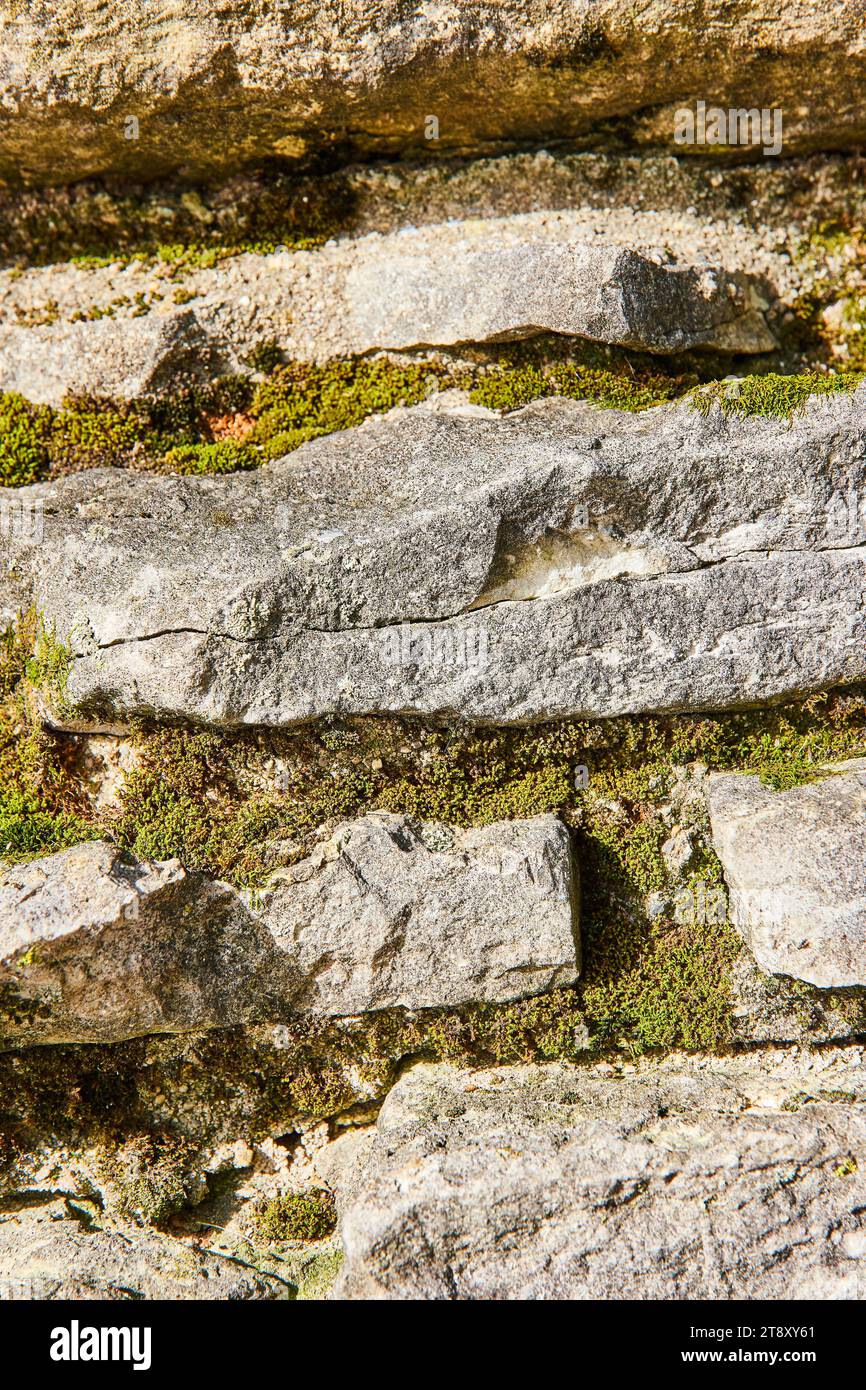 Grey stone wall with green moss, lichen growing between slabs of thick ...