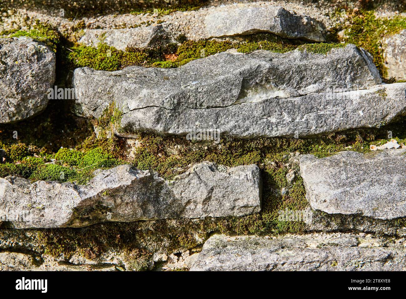 Gray stone wall with green moss, lichen growing between slabs of thick ...