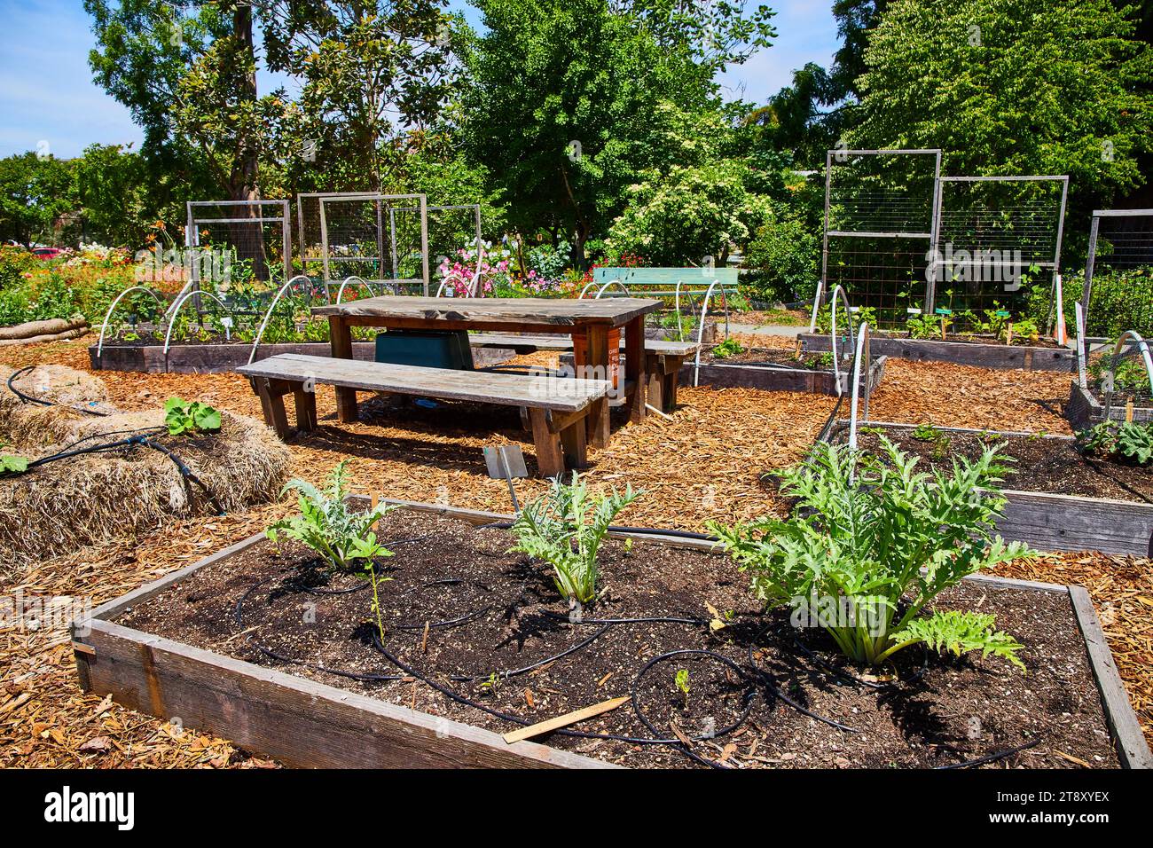 Ground planters in sunny community crops with park bench at the Gardens ...