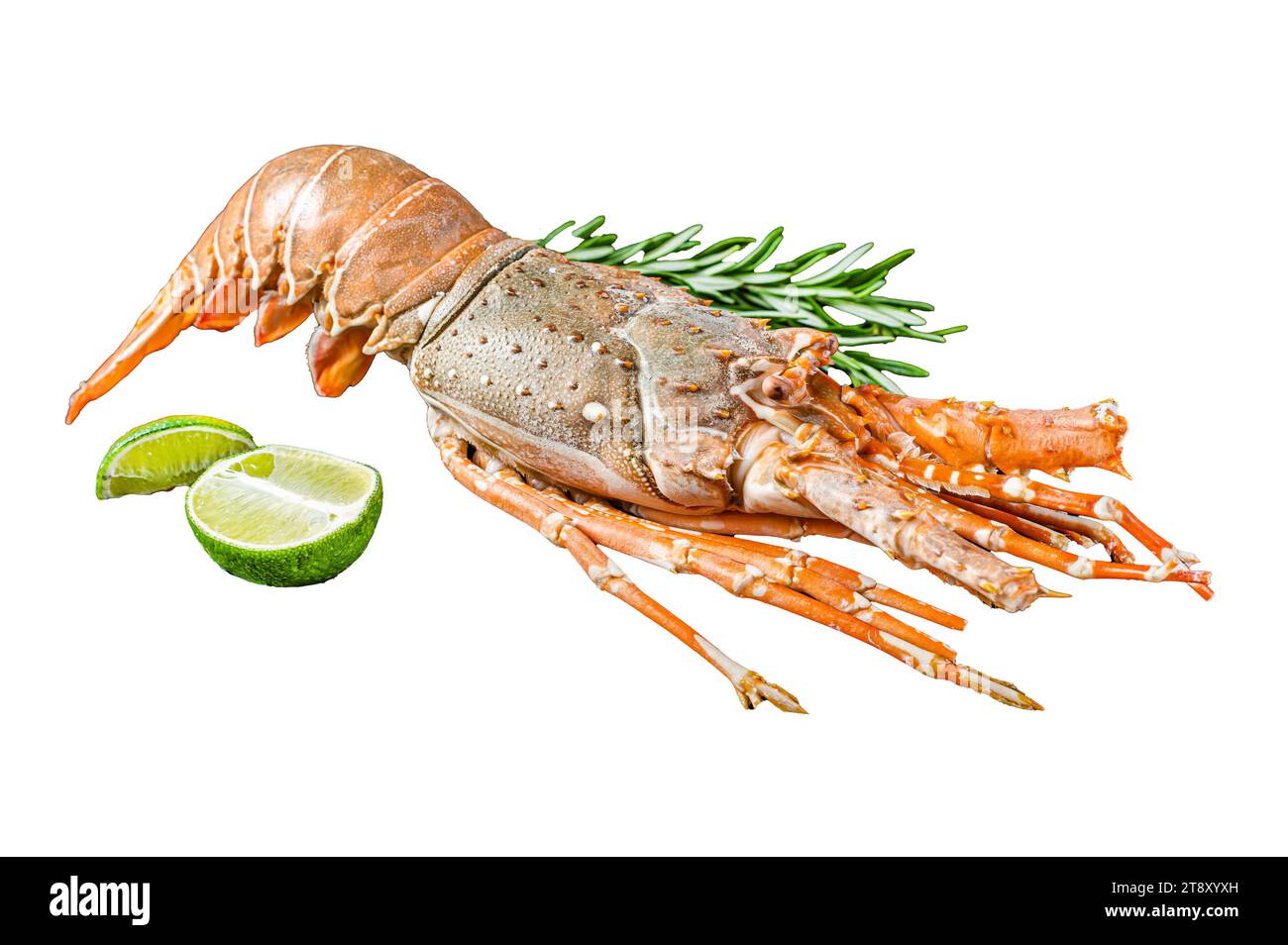 Boiled Spiny lobster or sea crayfish ready for eat. Isolated, white ...