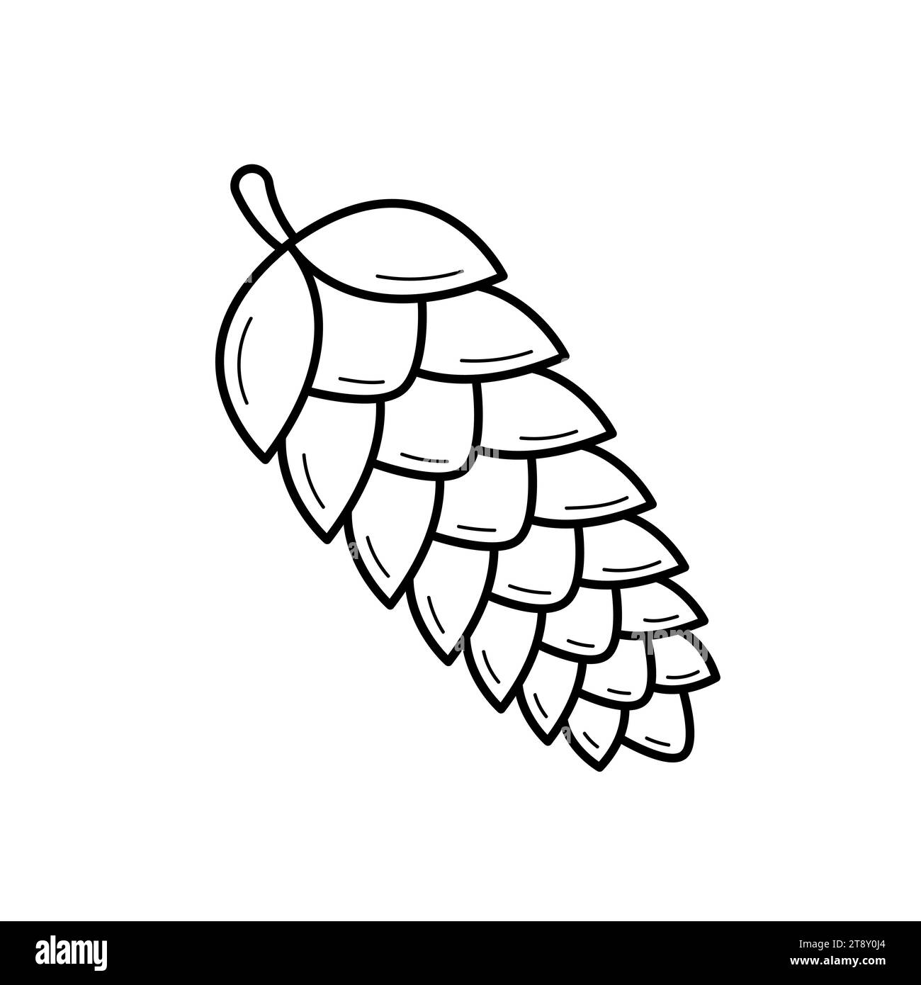 Fir cone. Hand drawn sketch icon of botanical element. Vector ...