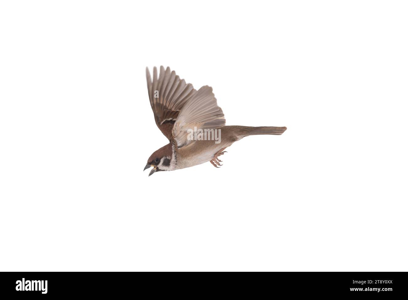 flying sparrow isolated on white background Stock Photo - Alamy