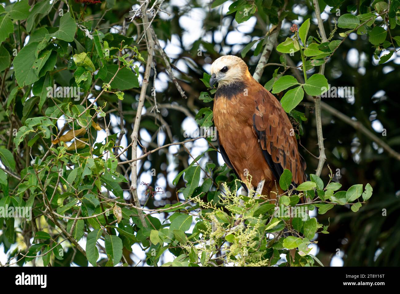 Black collared hawk in tropical Pantanal, Brasil, September 25, 2022 ...