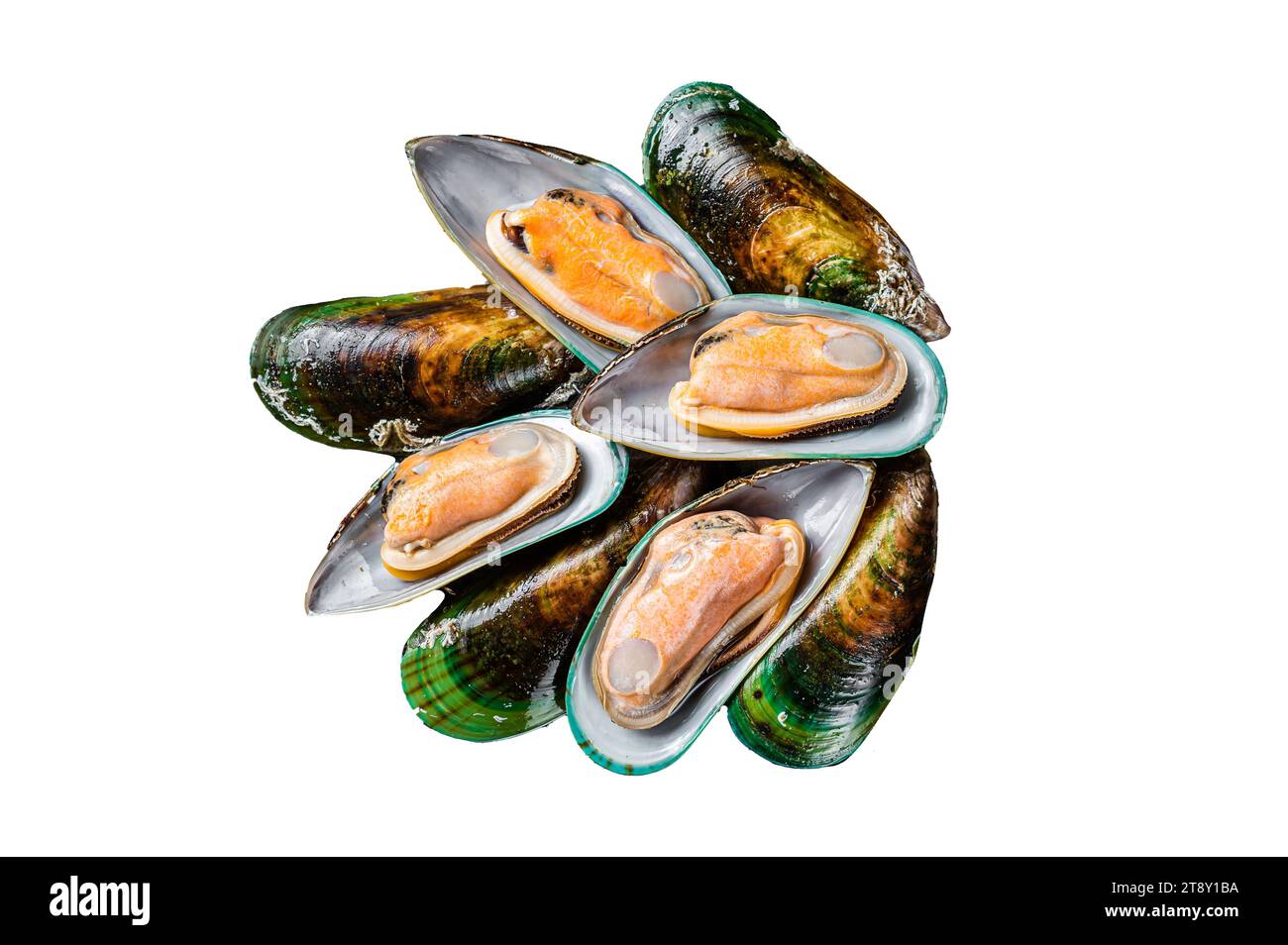 Large green mussels in shells on tray with ice. Isolated, white ...