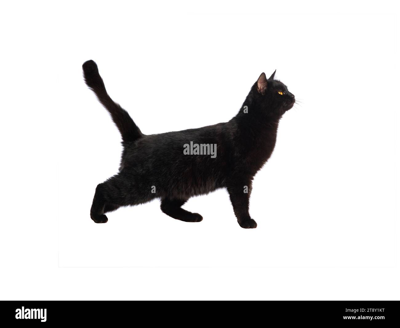 Black cat white paws walking hi-res stock photography and images - Alamy