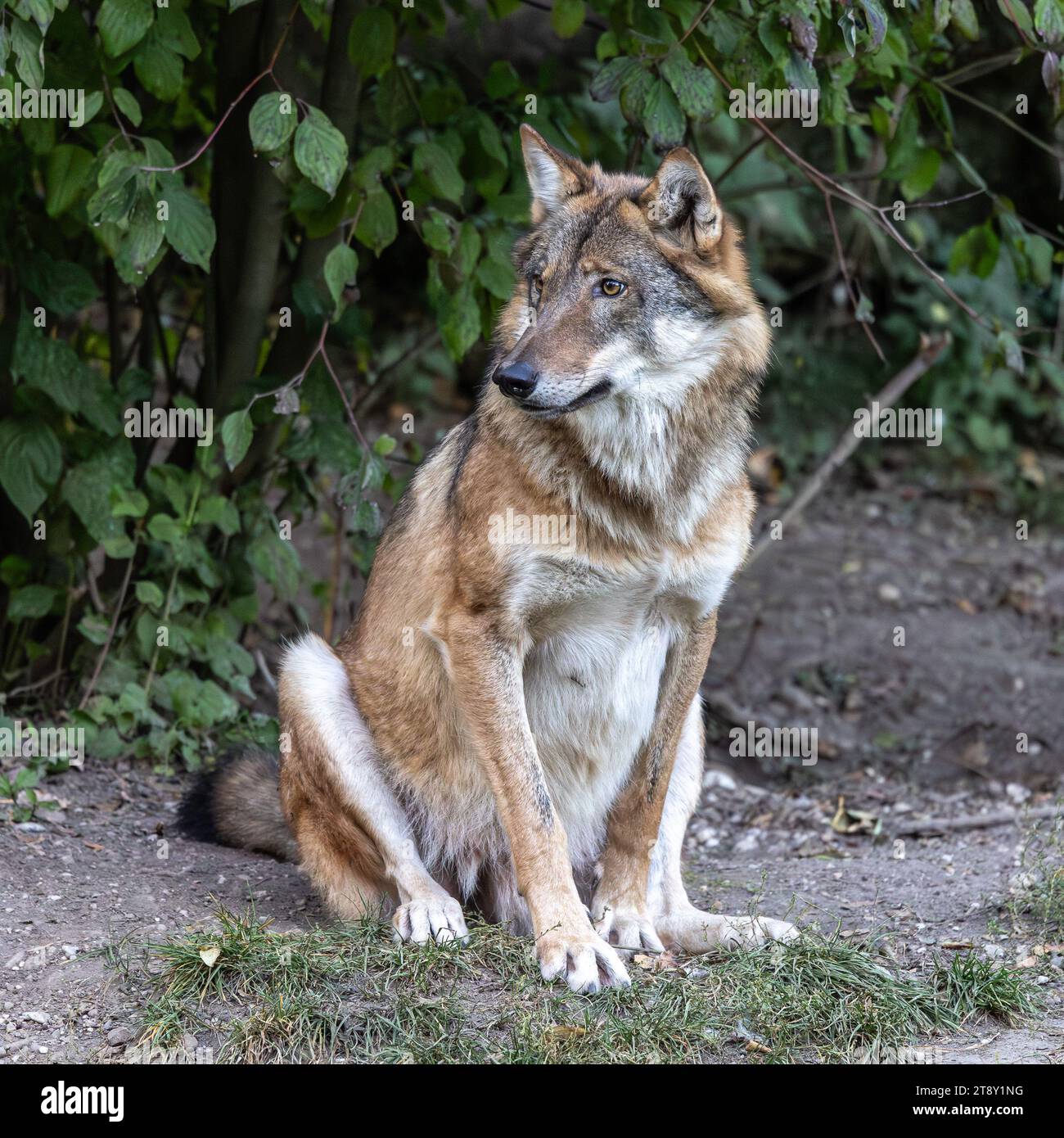 The wolf, Canis lupus, also known as the grey wolf or timber wolf is a ...