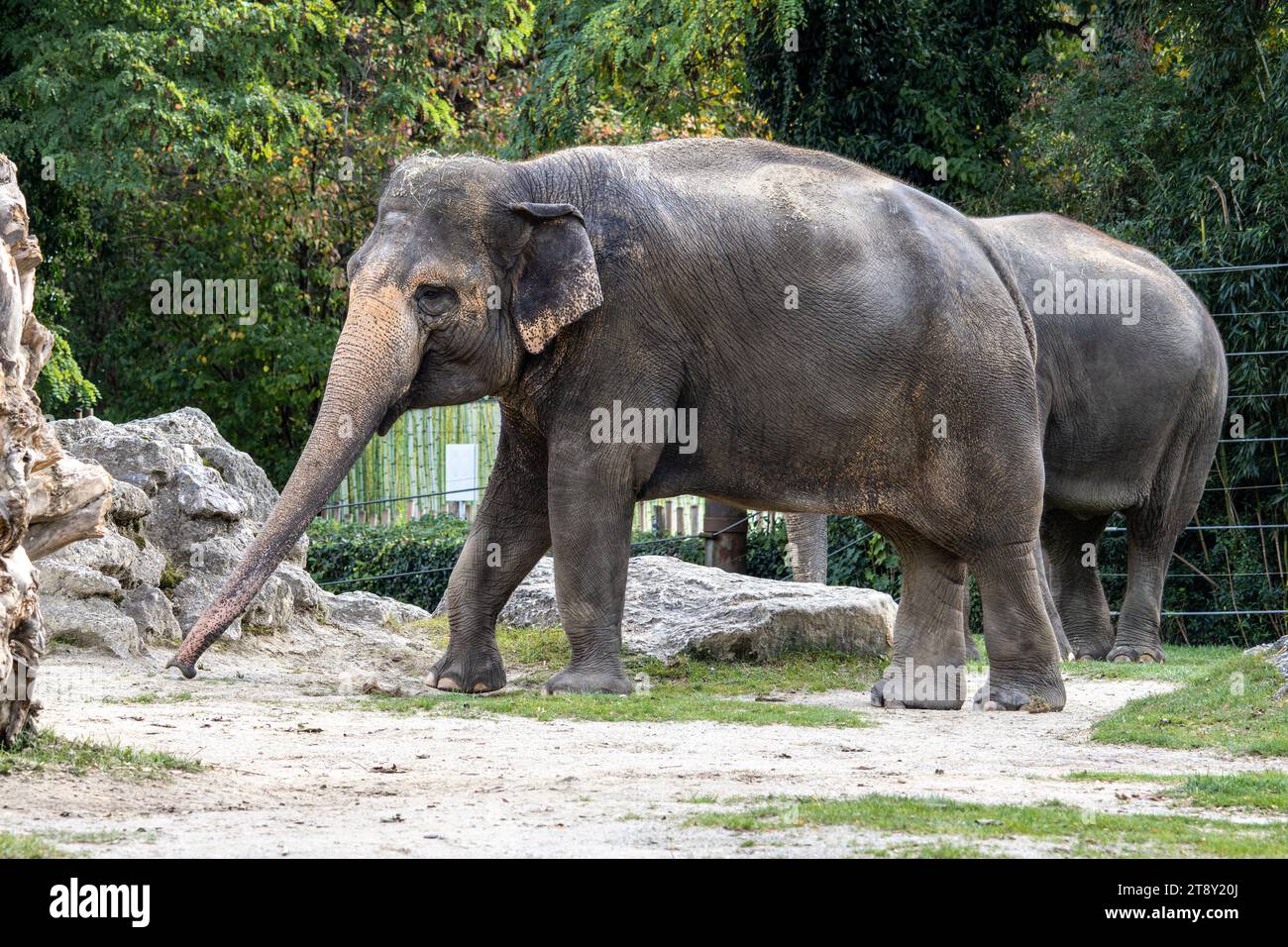 The Asian elephant, Elephas maximus also called Asiatic elephant, is ...