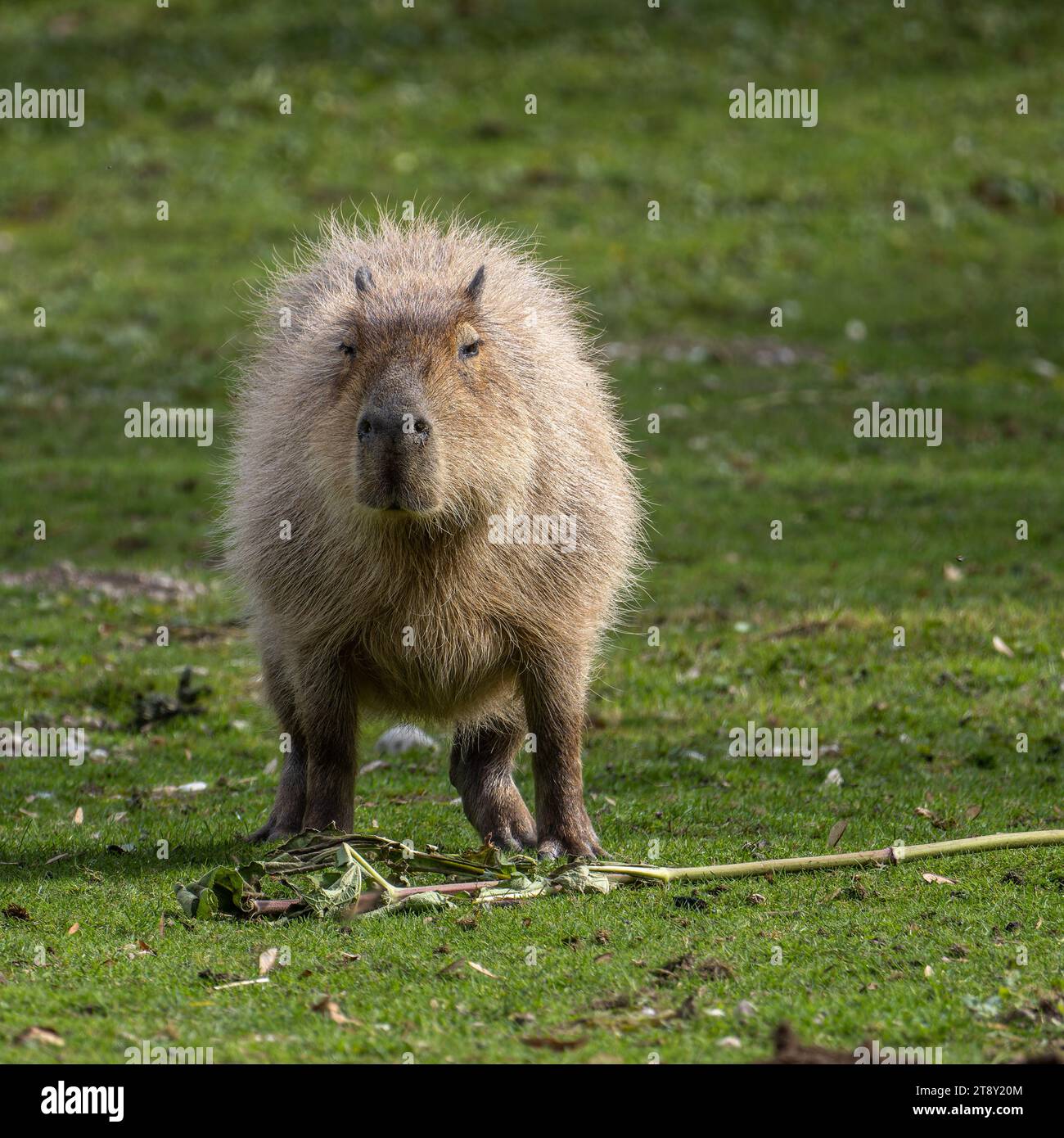 The capybara, Hydrochoerus hydrochaeris is a mammal native to South ...