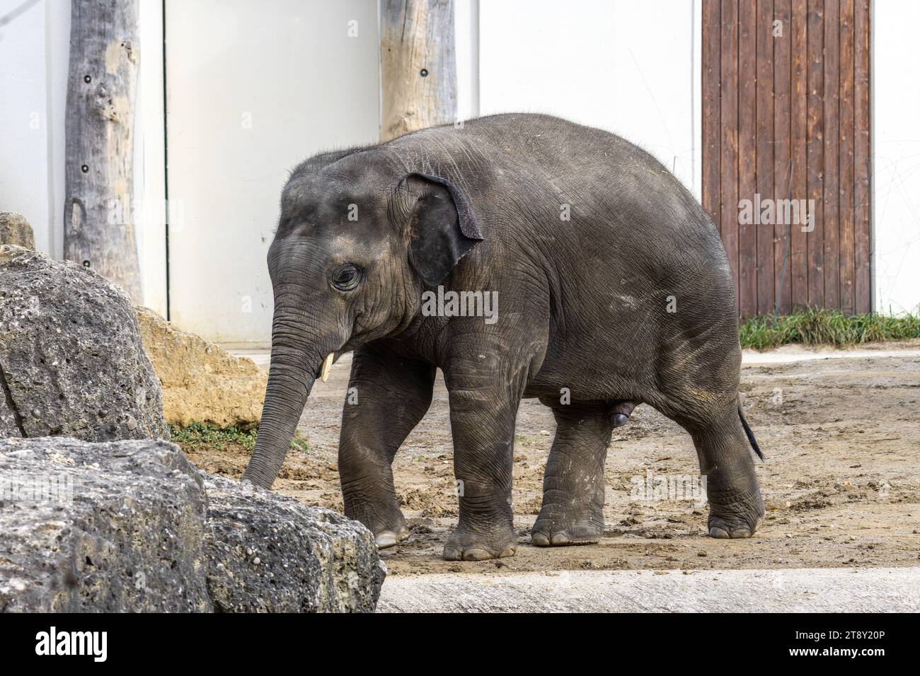 The Asian elephant, Elephas maximus also called Asiatic elephant, is ...