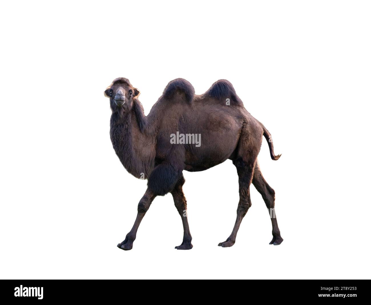 camel isolated on white background Stock Photo - Alamy