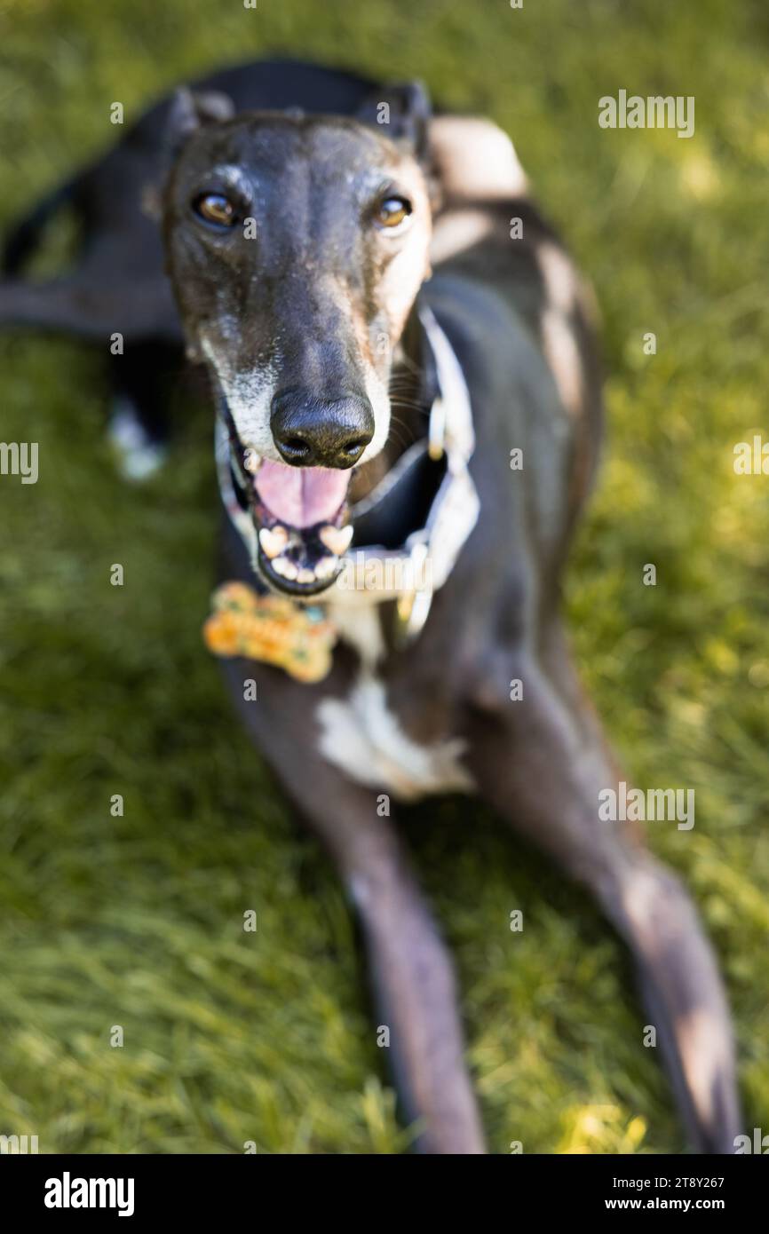 PORTRAIT OF A BLACK GREYHOUND RESTING SMILING HAPPILY IN THE GARDEN ...