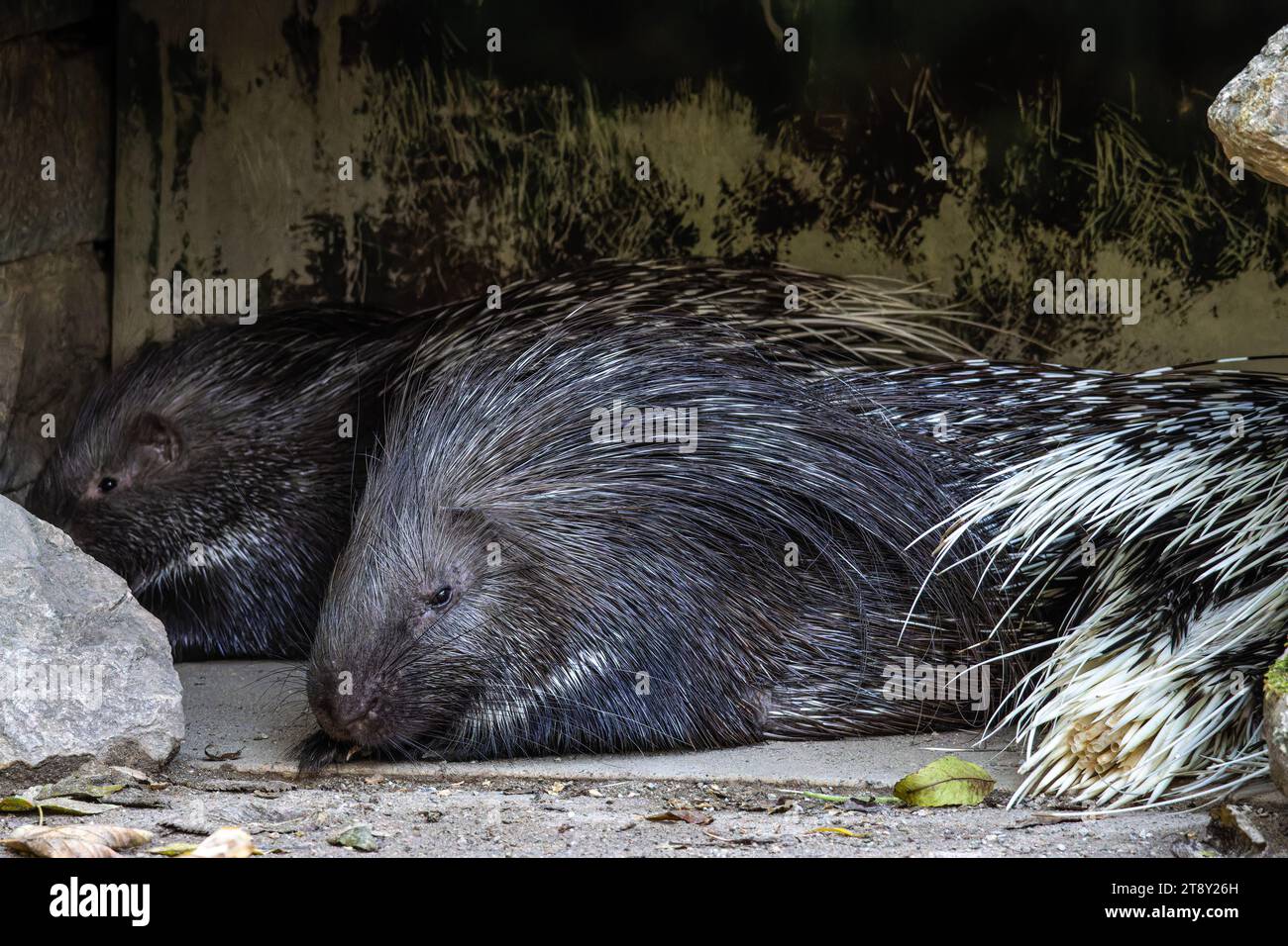 The Indian crested Porcupine, Hystrix indica or Indian porcupine, is a ...