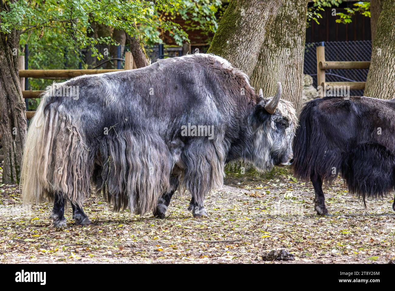 The domestic yak, Bos grunniens is a long-haired domesticated bovid ...