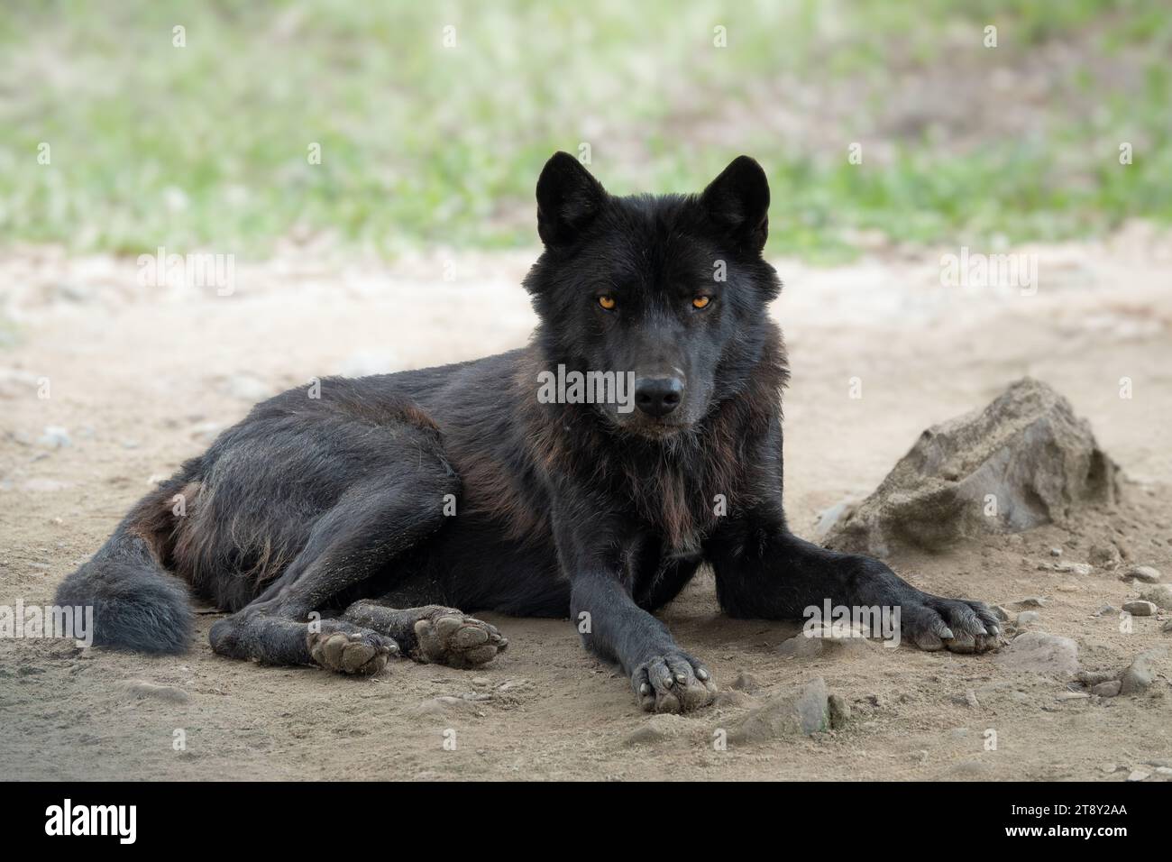 Canadian wolf lies on a background of grass Stock Photo - Alamy