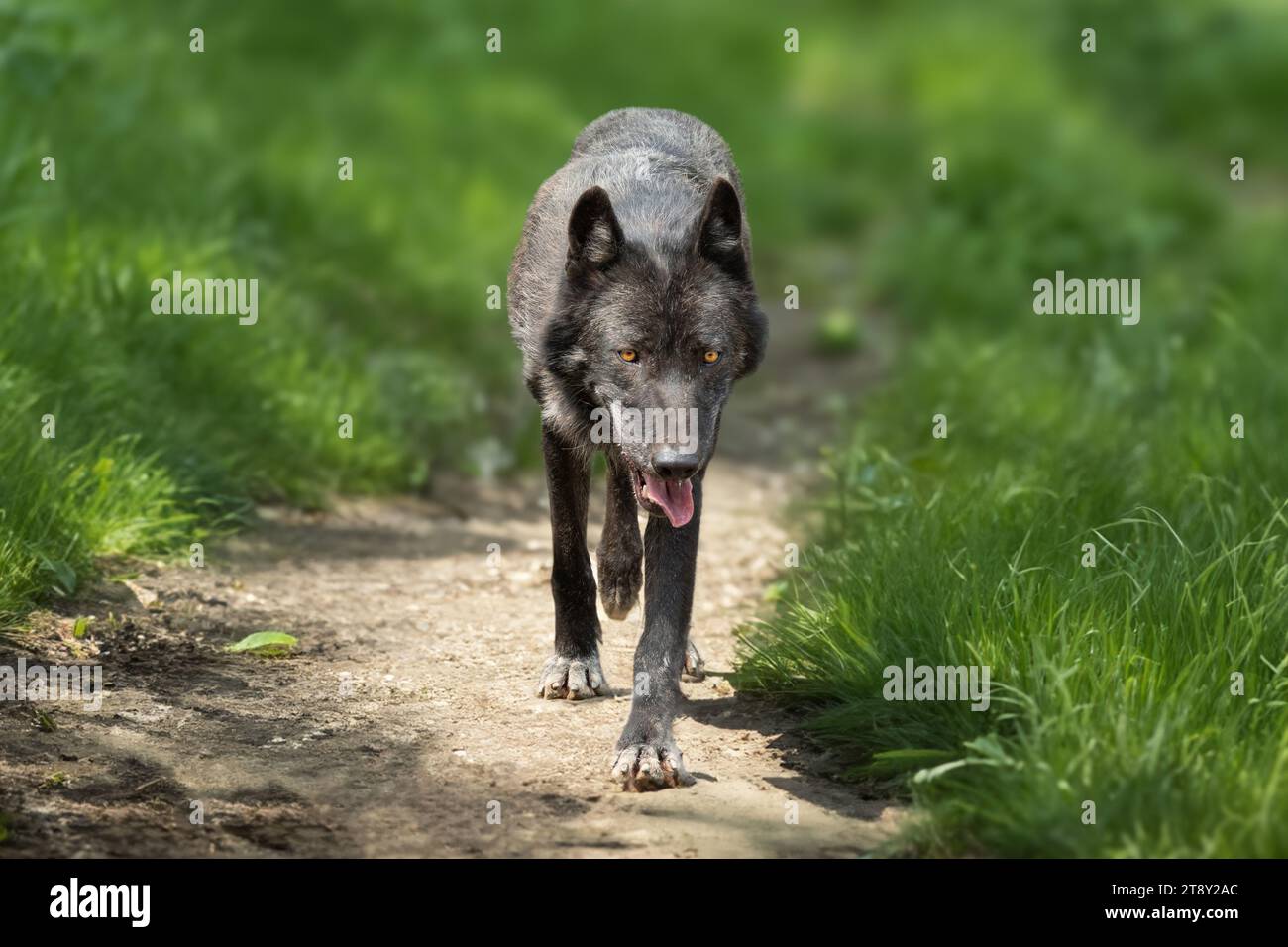 Walking canadian wolf hi-res stock photography and images - Alamy
