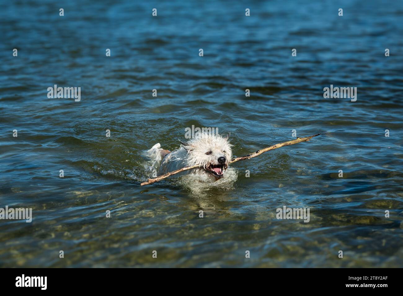 dog floating on the water with a stick thrown by its owner Stock Photo ...