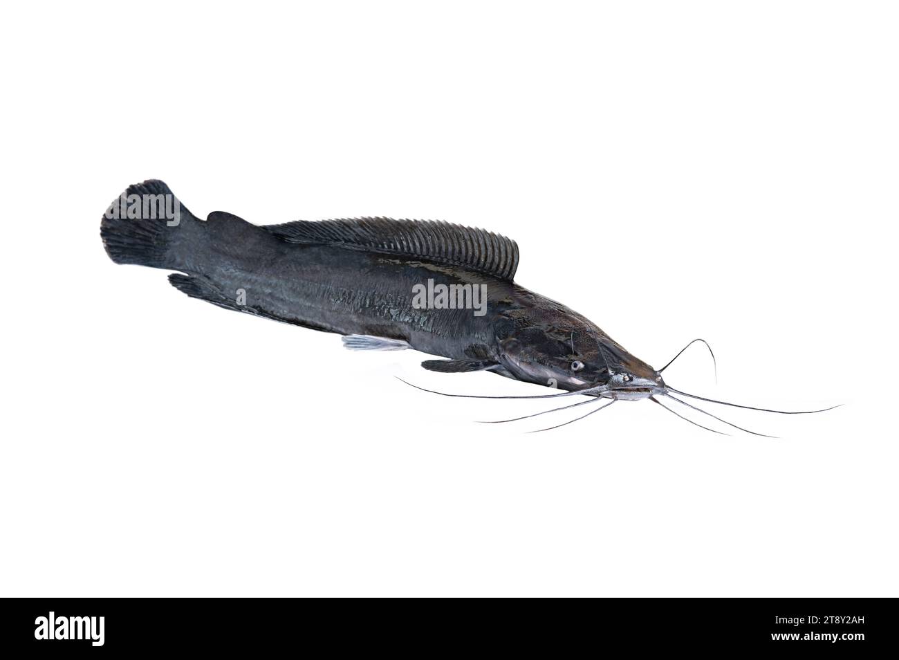 African catfish isolated on white background Stock Photo - Alamy