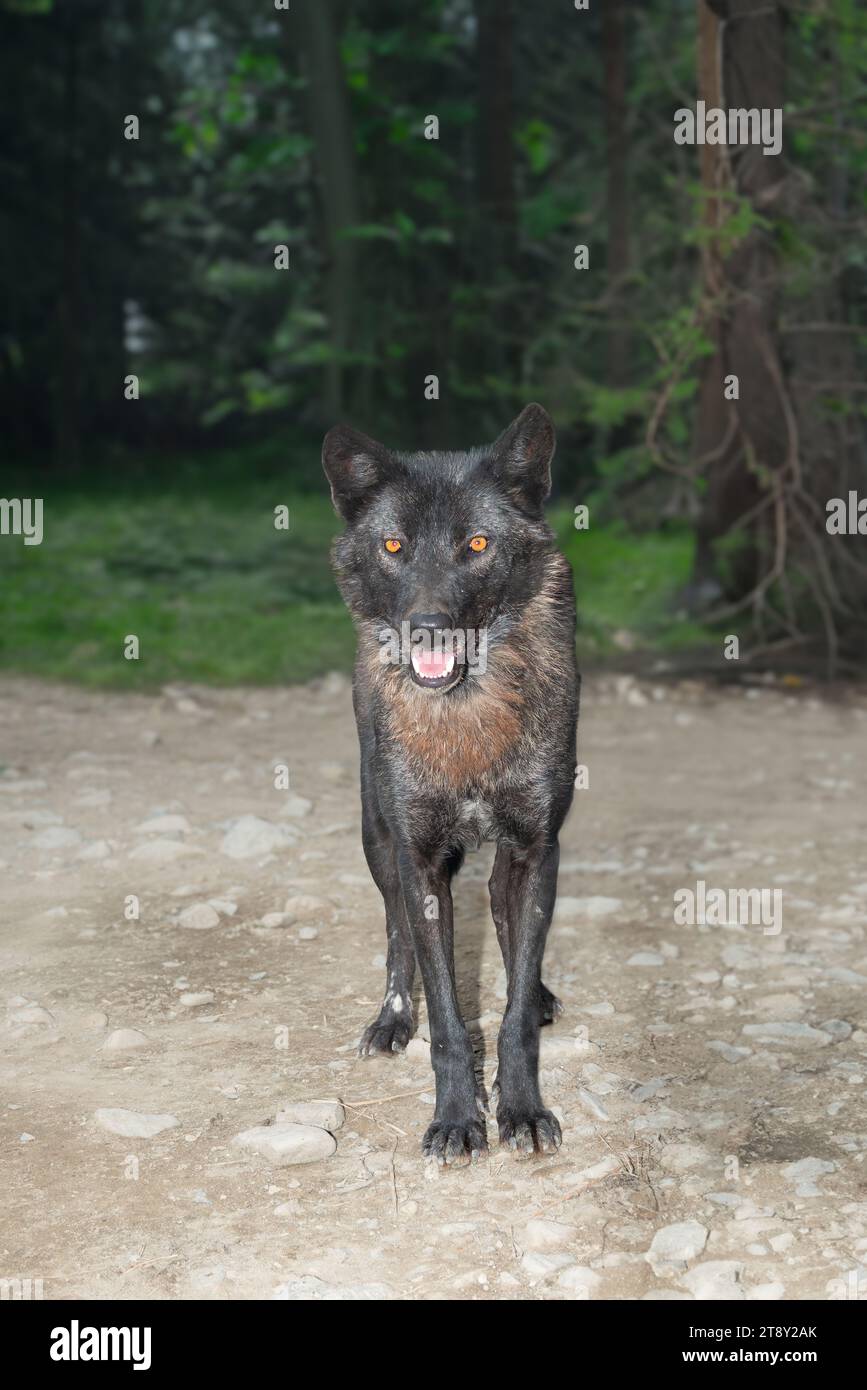 Canadian wolf standing against the background of the forest Stock Photo ...