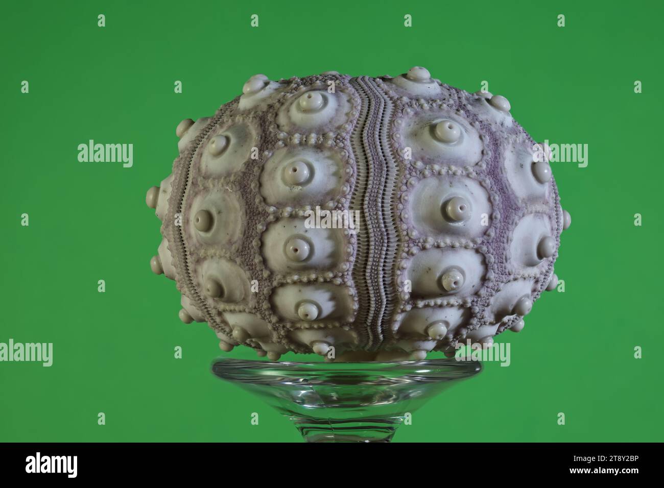 Closeup of sea urchin shell structure Stock Photo - Alamy